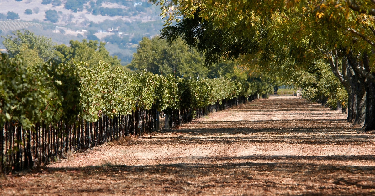 20 Things To Do In Napa With Kids - New Modern Mom